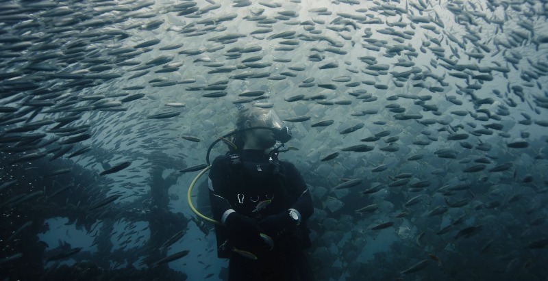 Australia, Diving, Scubadiving, Adventure by Caleb Ware – Stock Footage ...