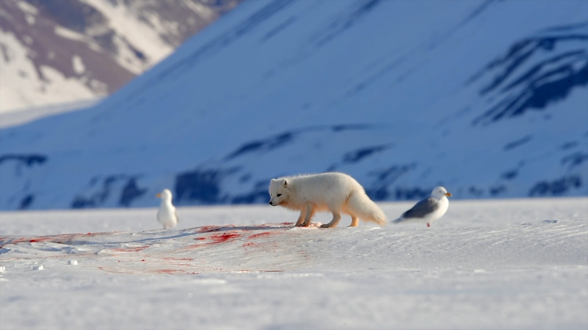 Discover arctic-fox-eating-scraps, a story-driven footage | Artlist