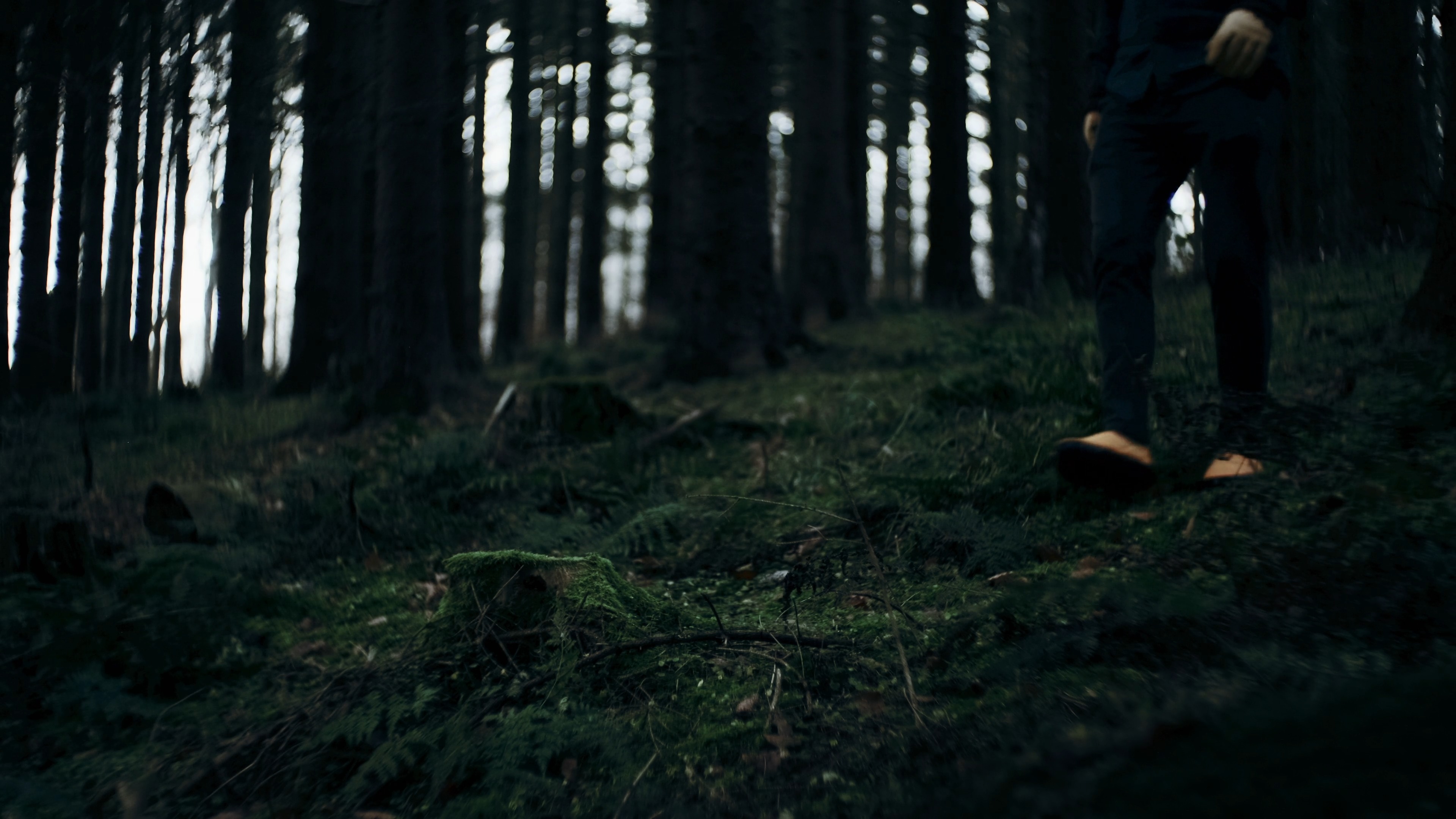 Discover forest-backgrounds, a story-driven footage | Artlist