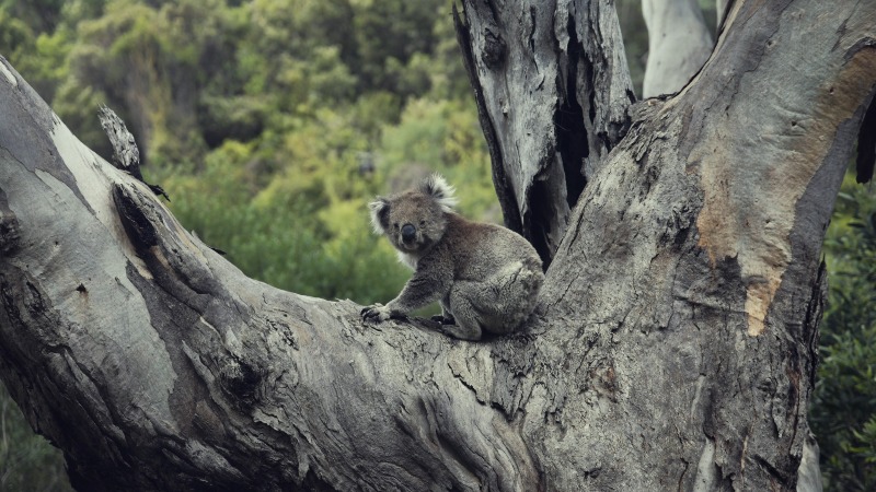 Australia, Habitat, Forest, Tree by Adrian Vidak – Stock Footage | Artlist