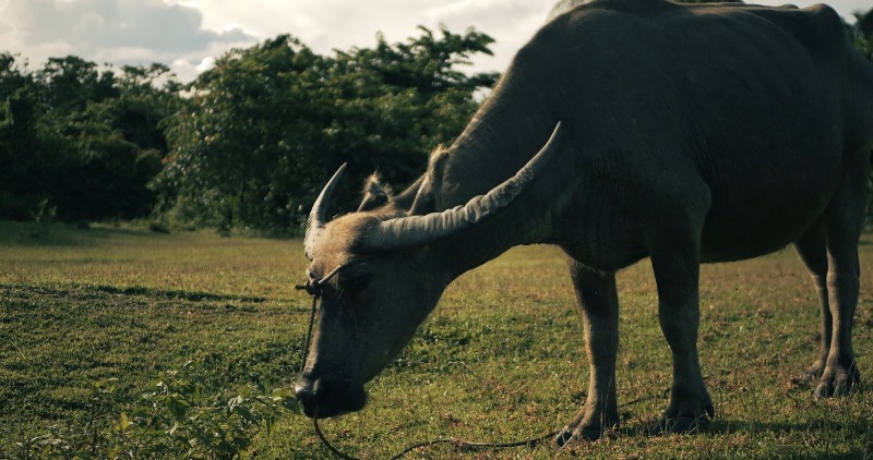 Bull, Palawan, Philippines, Wildlife by Gianmaria Palombo – Stock ...