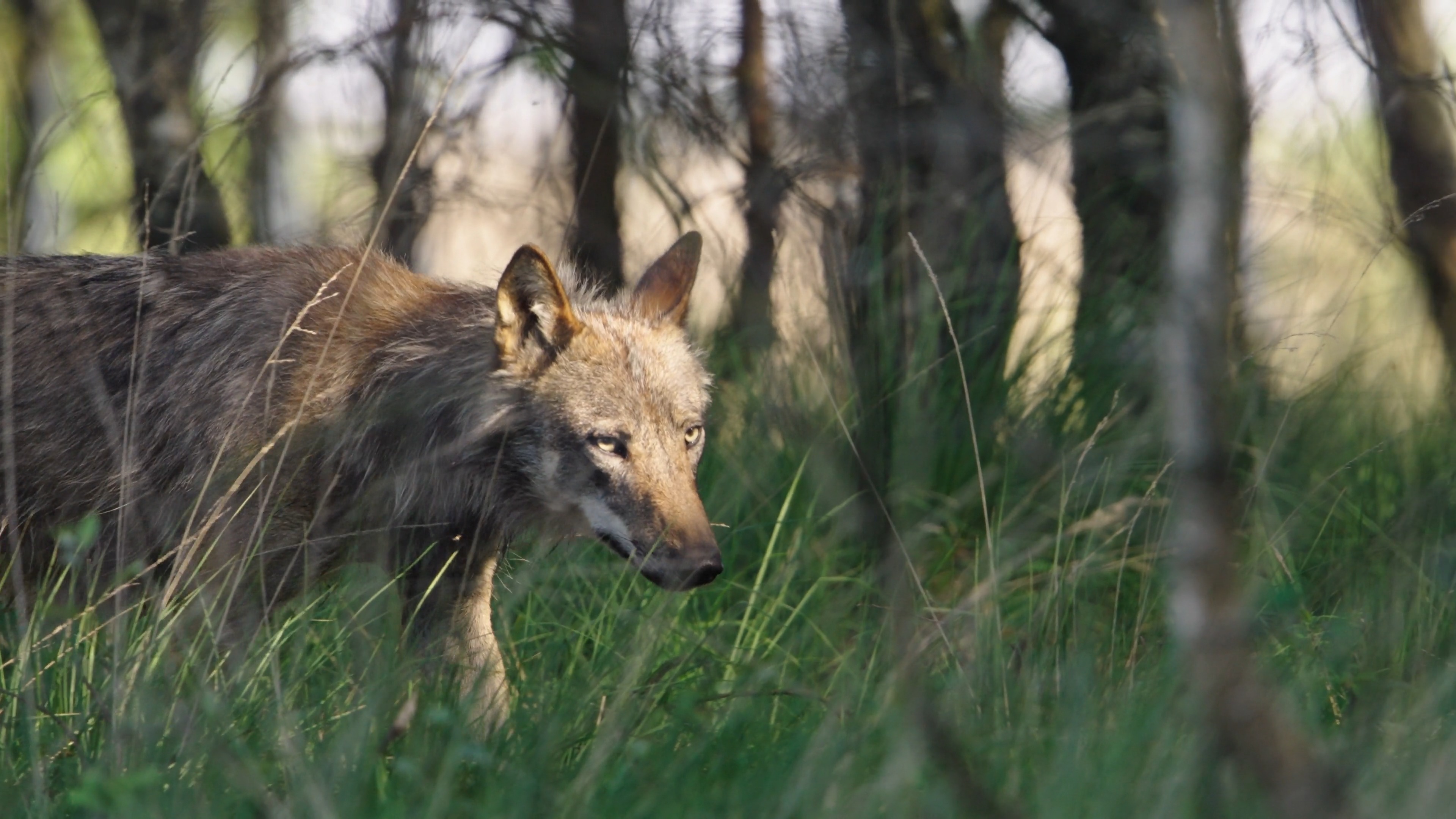 Discover wolf-stalking-in-the-woods, a story-driven footage | Artlist