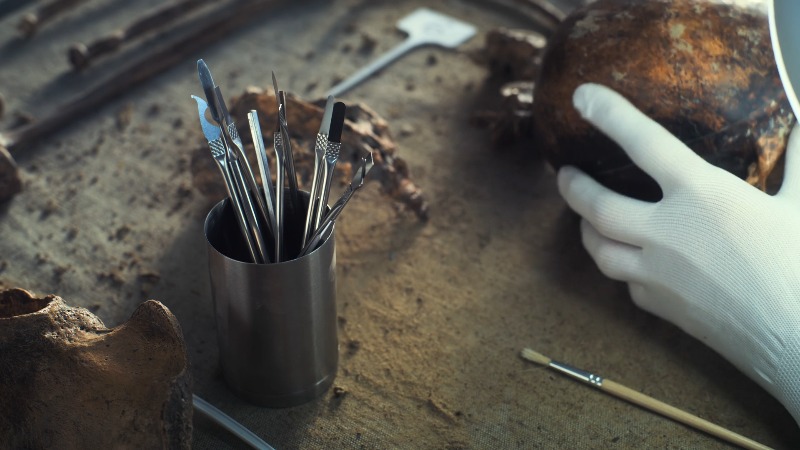 Skull, Laboratory, Archaeological, Research by Frame Stock Footage ...