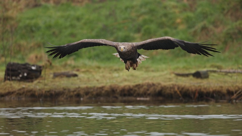 White Tailed, Eagle, Apex Predator, Zeearend by Edwin Haighton – Stock ...