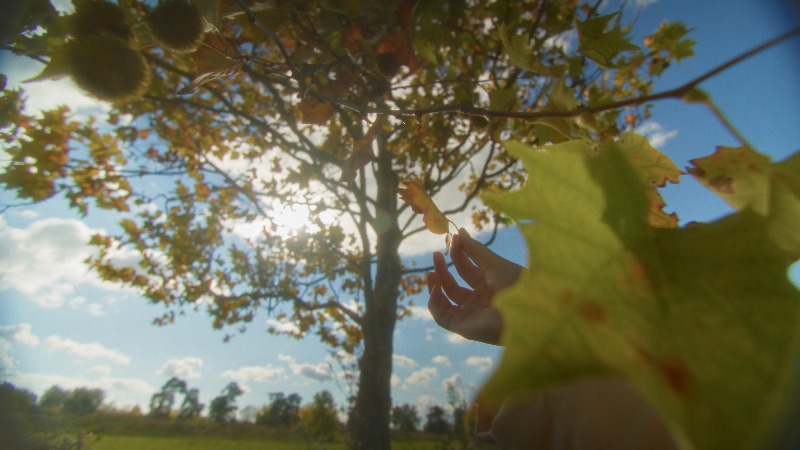 Nature, Outdoors, Forest, Meadow by zed – Stock Footage | Artlist