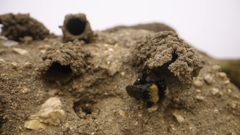 Insect, Underground Hive, Hive, Bees by Day's Edge Productions – Stock ...