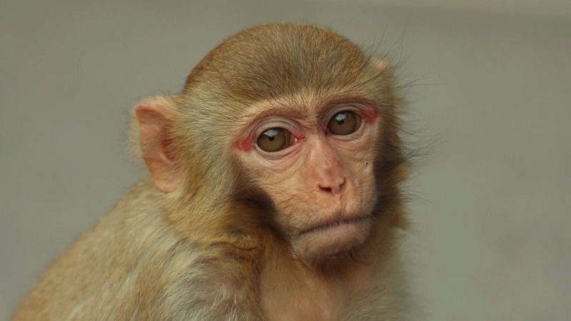 Wulingyuan District, Portrait, Monkey, Natural Light by Senssorial ...