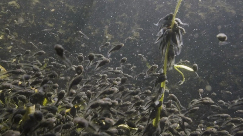 Pond Water, Cluster, Hatchling, Amphibian by Day's Edge Productions ...