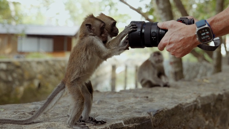 Camera, Photography, Man, Monkey by Alpha Visuals – Stock Footage | Artlist