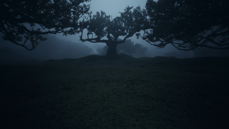 Fanal Forest, Dark, Creepy, Mist by Reinis Kaspars – Stock Footage ...