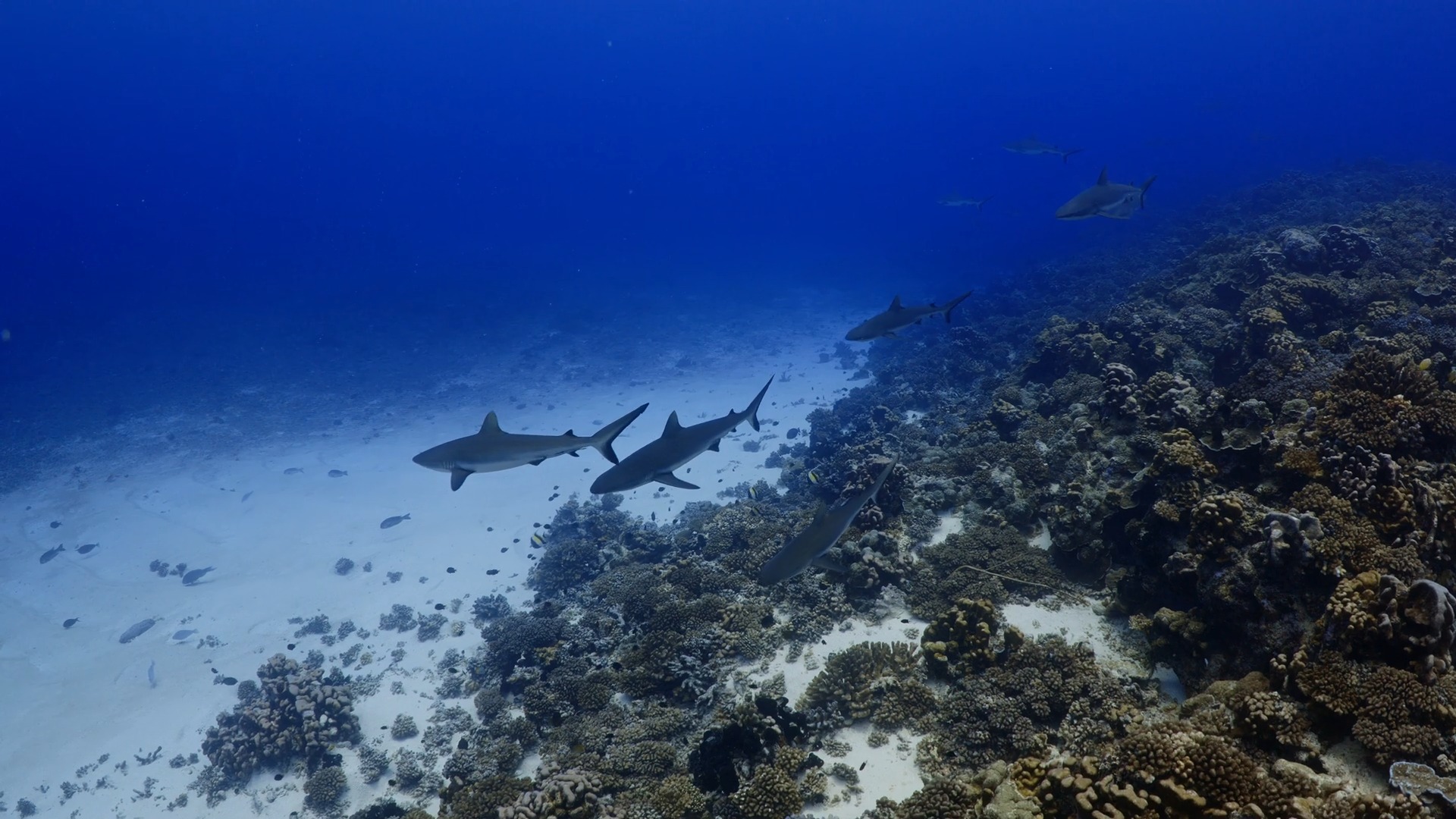 Discover fakarava-sharks, a story-driven footage | Artlist