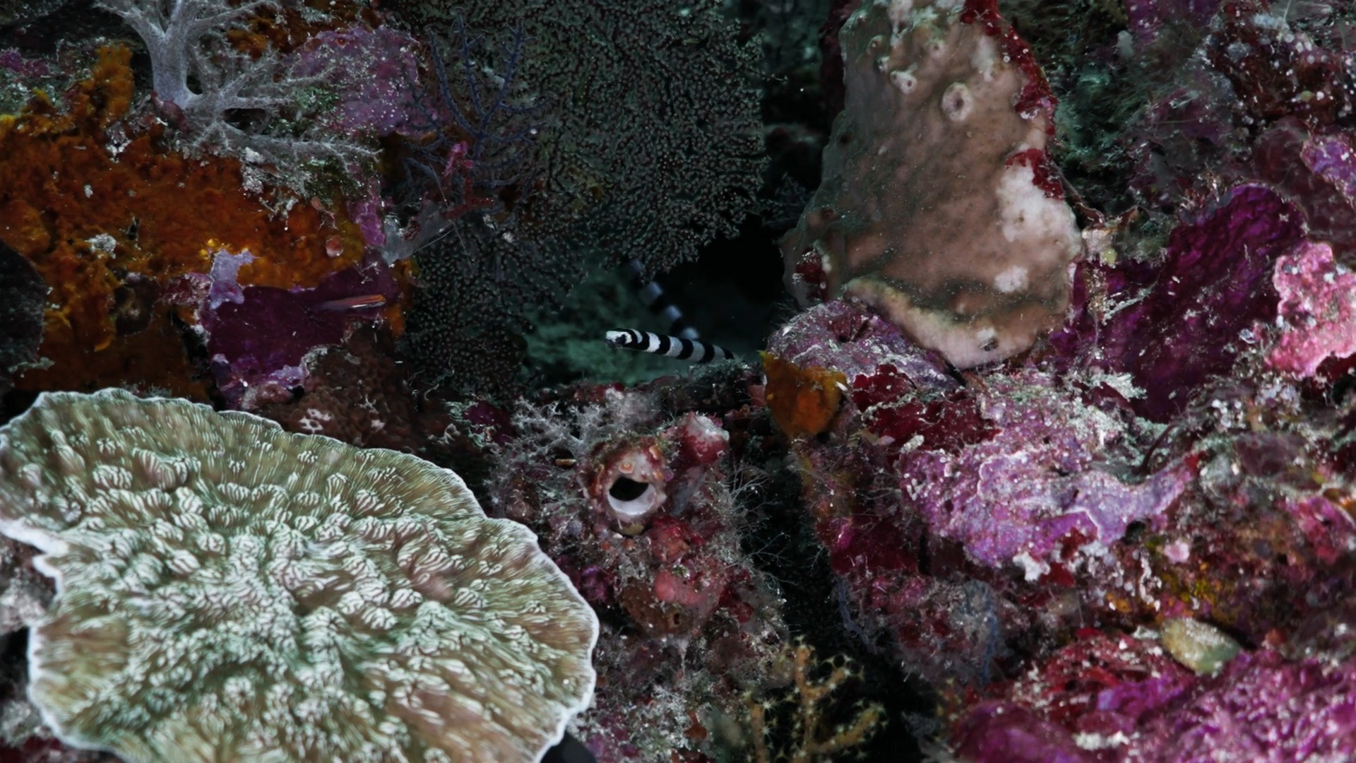 Discover striped-sea-snake, a story-driven footage | Artlist