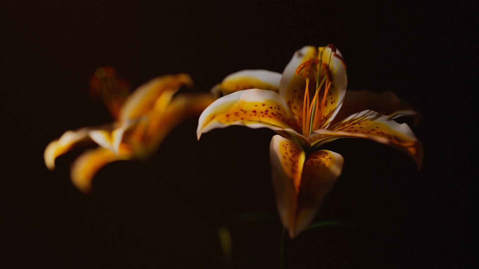 Discover animated-nature, a story-driven footage | Artlist