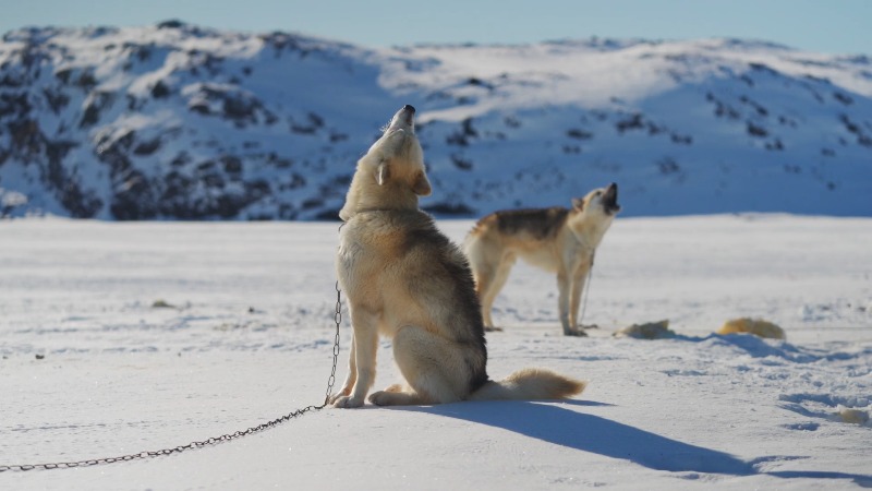 Sled Dogs, Chained, Husky, Arctic by Andreas Moeslund – Stock Footage ...