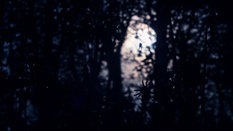 Cornwall, Spiders, Spider Web, Redwood Forest by Edwin Haighton – Stock ...