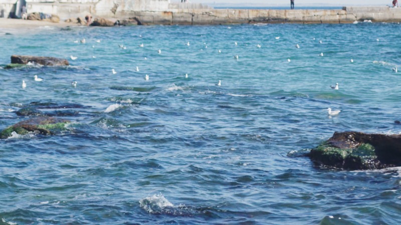 Sea, Birds, Flying, Shore by Nazarii Ortynskyi – Stock Footage | Artlist