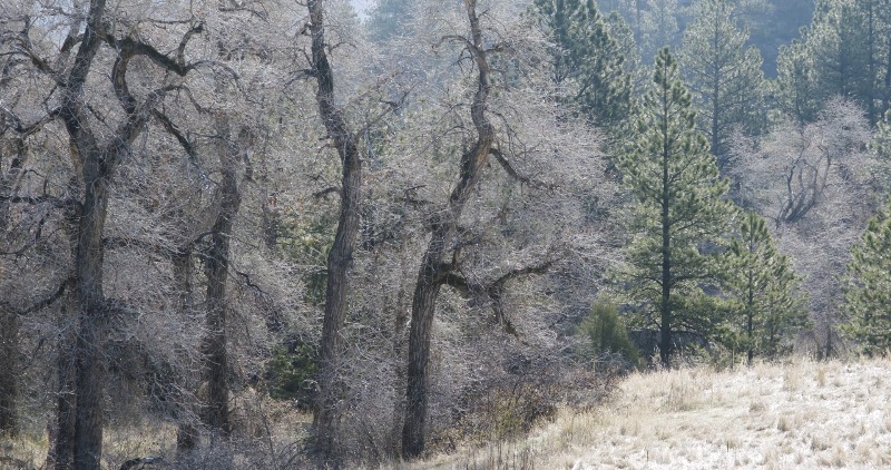 Forest, Trees, Colorado, Pines by Day's Edge Productions – Stock ...
