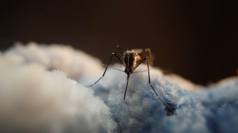 Cotton, Cloth, Aedes Albopictus, Insect by Ivan Kmeel – Stock Footage ...