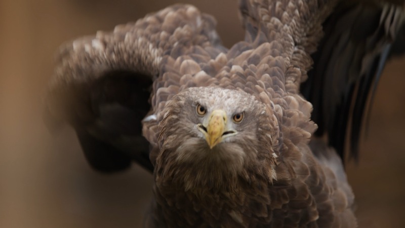 White Tailed, Eagle, Apex Predator, Zeearend by Edwin Haighton – Stock ...