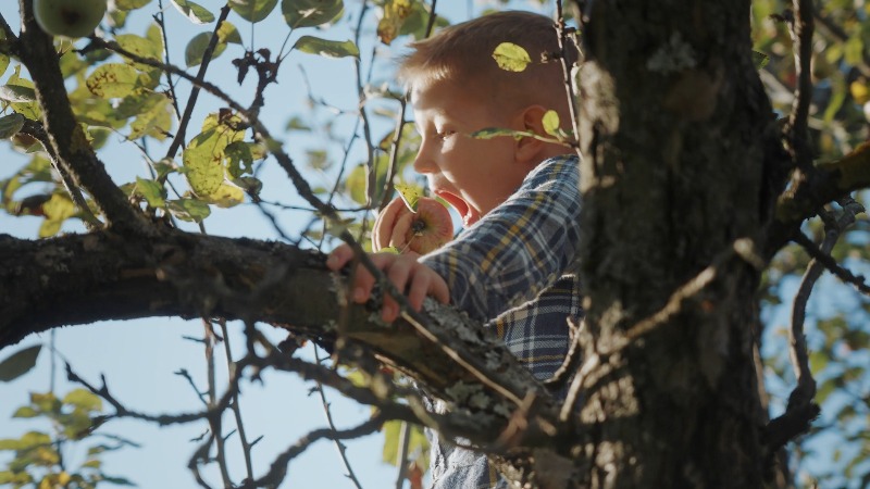 Apple, Picking, Scrumping, Kid by Feelm – Stock Footage | Artlist
