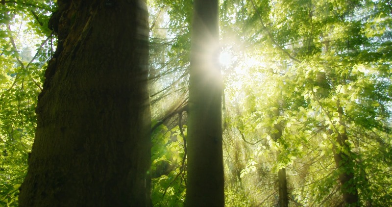 Sun, Sunlight, Sunray, Trees by Igor Tichonow – Stock Footage | Artlist