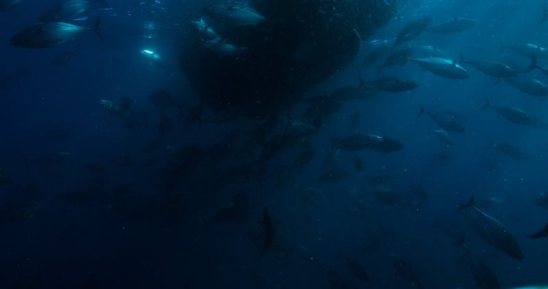 Skipjack Tuna, Cluster, Swarm, Marine by Alfredo Barroso – Stock ...