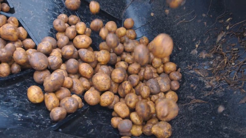 Mud, Conveyer Belt, Moving, Potatoes by Oleh Ibrahimov – Stock Footage ...