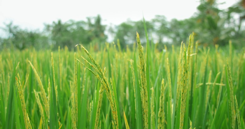 Bali, Grass, Paddy Field, Green by Igor Tichonow – Stock Footage | Artlist
