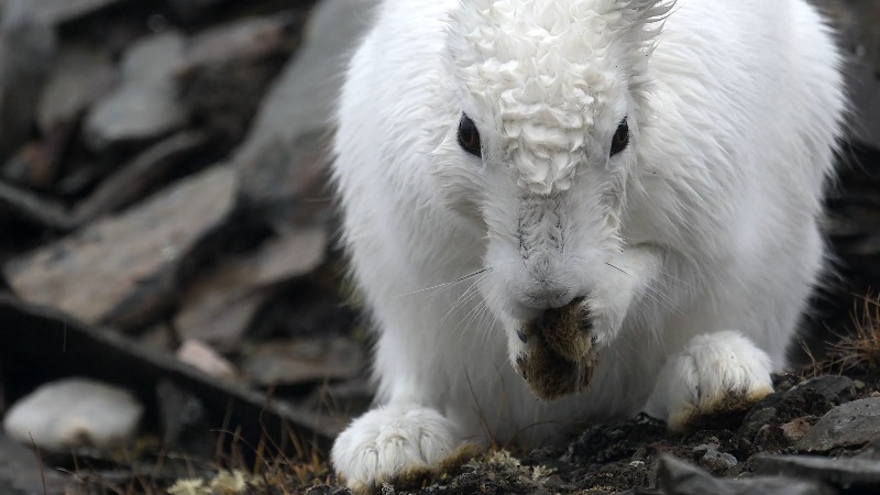 Hare, Greenland, Polar, Rabbit by Wildlife and Nature Studios – Stock ...