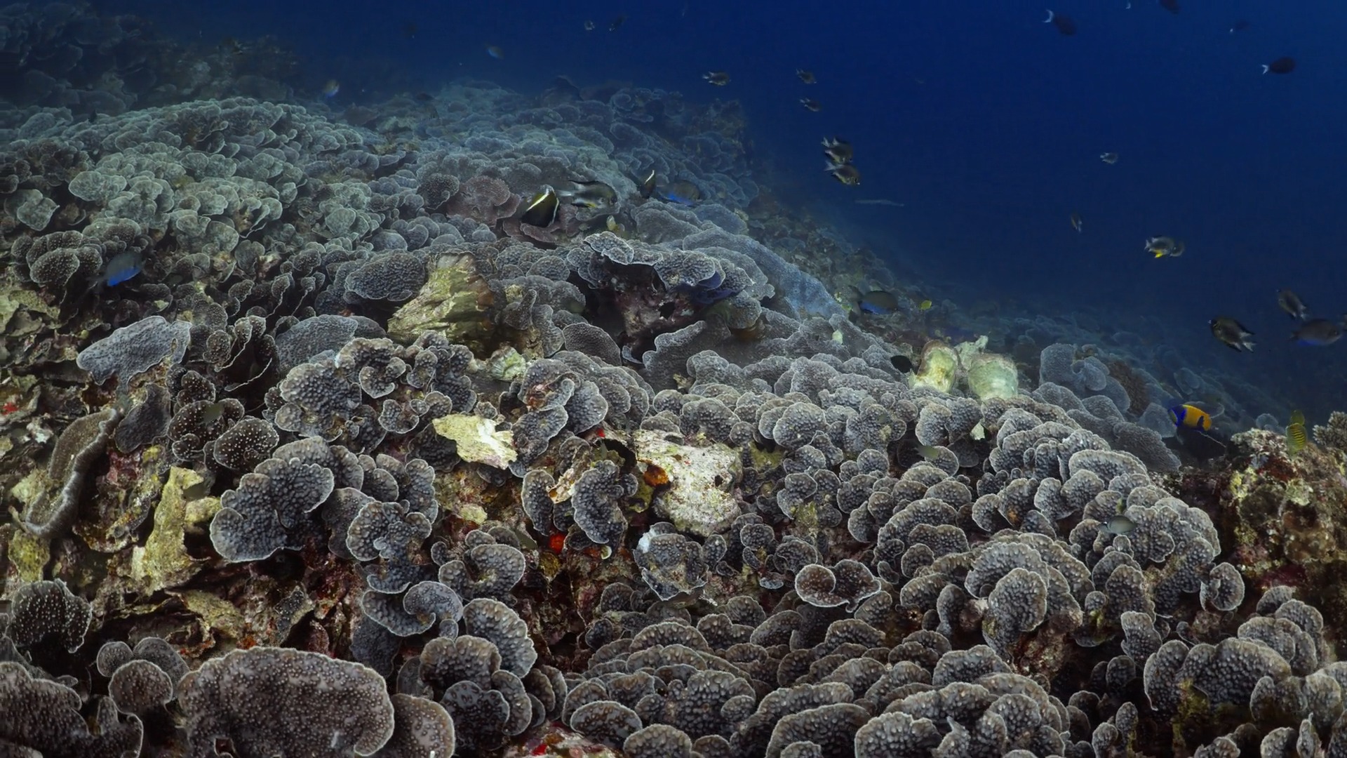 Discover fabulous-coral-roses-reef, a story-driven footage | Artlist