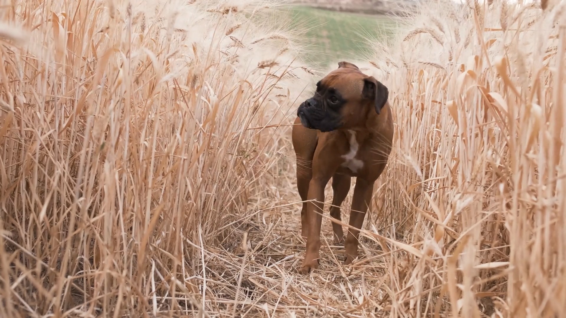 Discover pet-dog-among-the-crops, a story-driven footage | Artlist