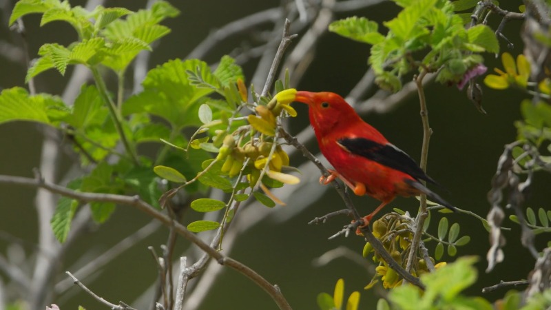 Maui, Hawaii, Nature, Bird by Edwin Haighton – Stock Footage | Artlist