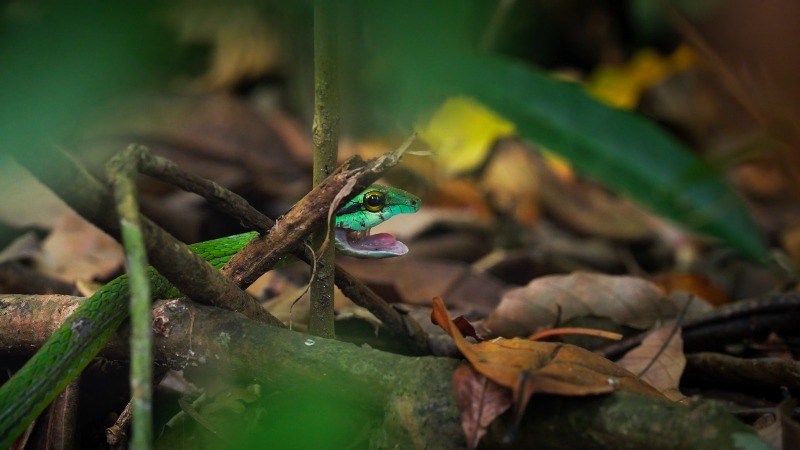 Green, Parrot Snake, Leptophis Ahaetulla, Head by Wildshot – Stock ...