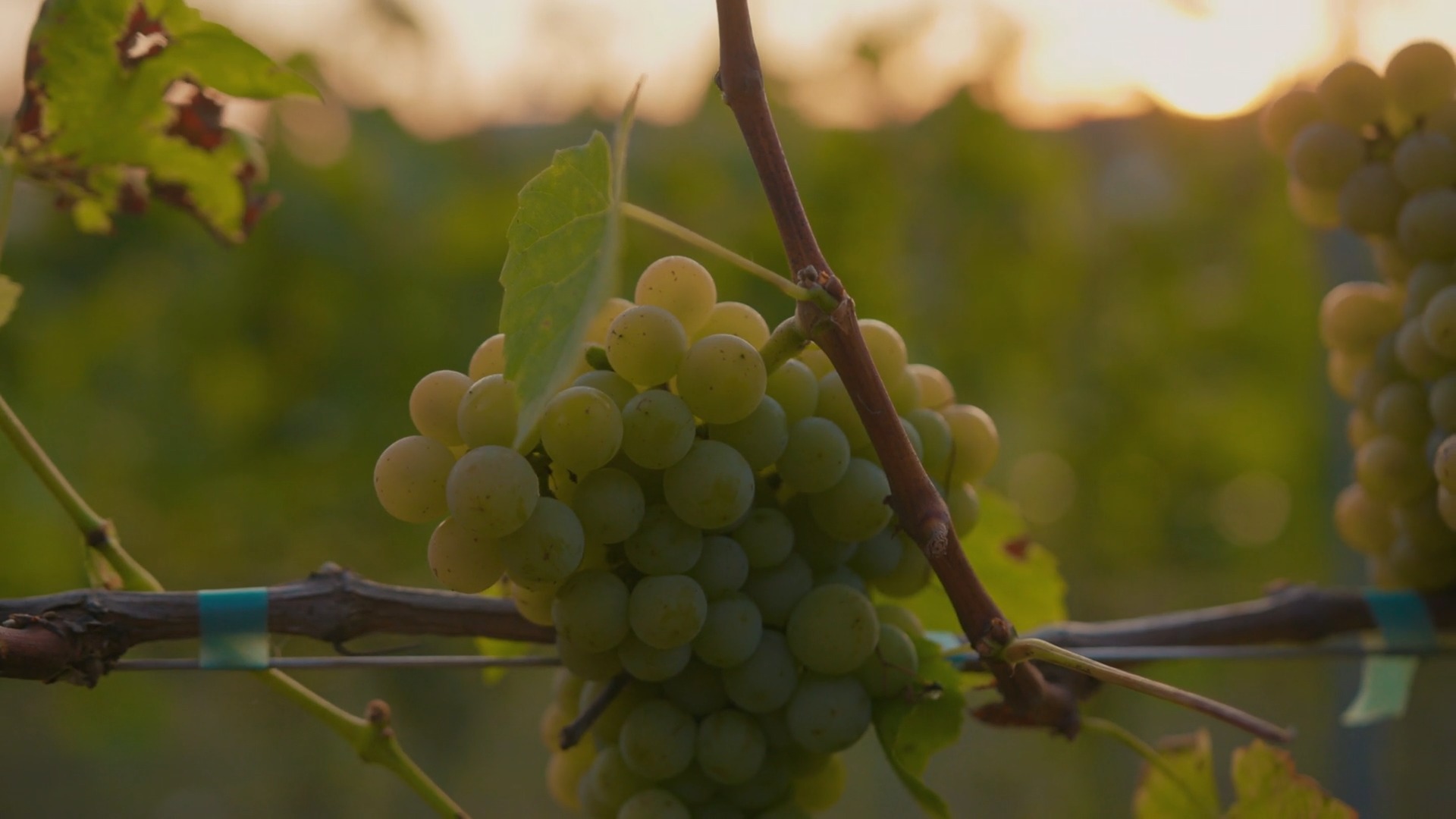 Discover grapes-production, a story-driven footage | Artlist