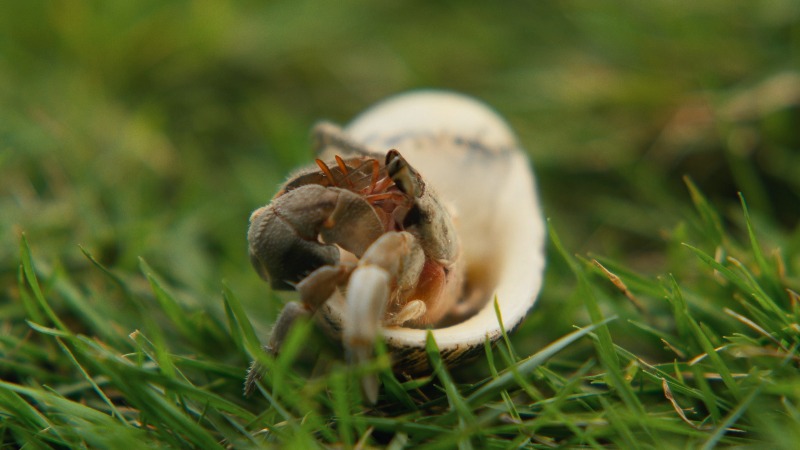 Hermit Crab, Creature, Indonesia, Wildlife by Sjoerd Wess – Stock ...