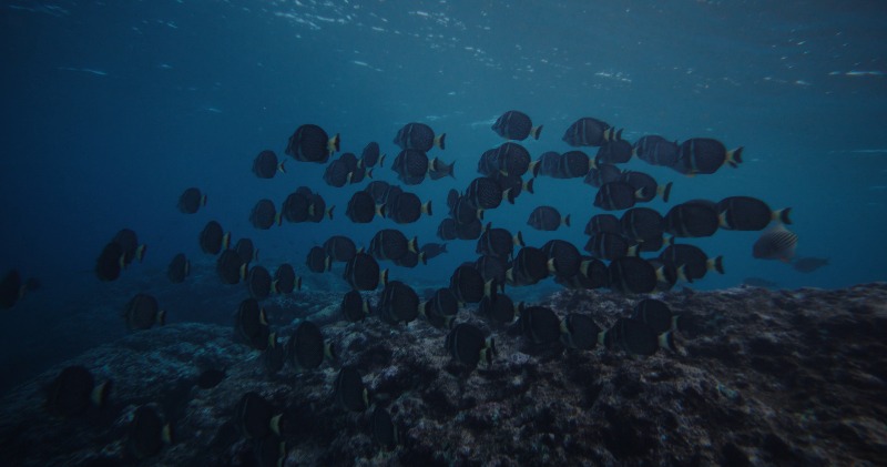 Tuvalu, Underwater, School Of Fish, Reef by Spencer Frost – Stock ...