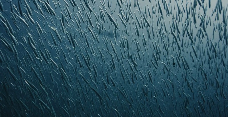 Sea, Ocean, Australia, Fish by Caleb Ware – Stock Footage | Artlist