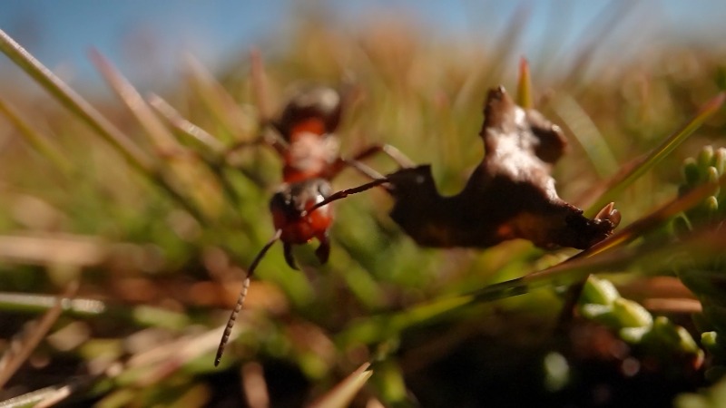 Ants, Weeds, Grasses, Arthropoda by Ivan Kmeel – Stock Footage | Artlist