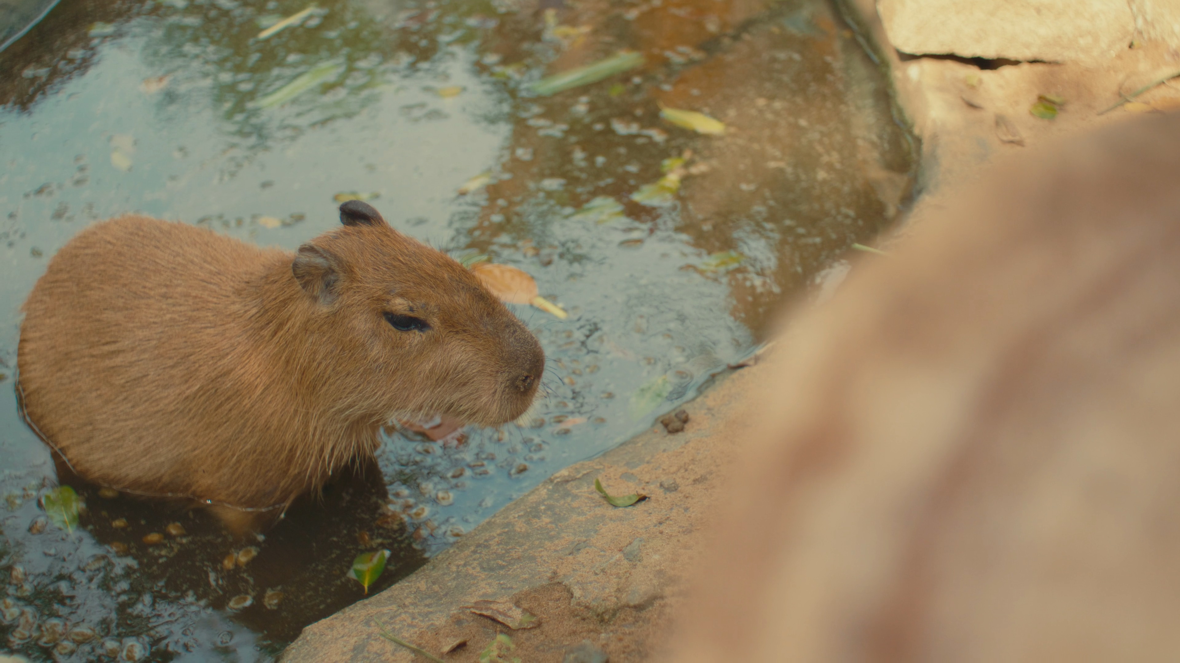 Discover capybara, a story-driven footage | Artlist