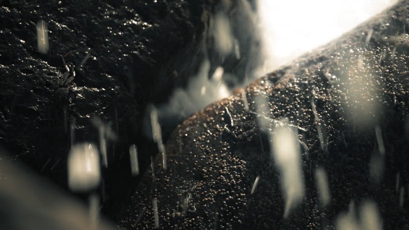 Crab, Rocks, Madeira, Portugal by Reinis Kaspars – Stock Footage | Artlist