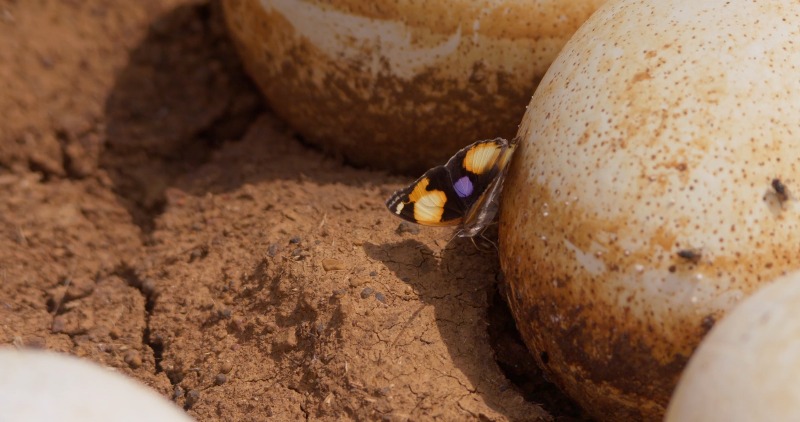 Egg, Eggshell, Butterfly, Junonia Hierta by Stand Up for Nature – Stock ...