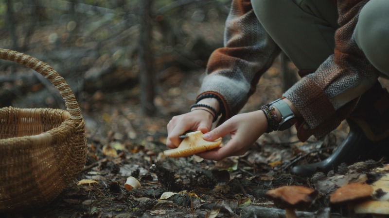 Woman, Farmer, Foraging, Cutting by Yuki Film – Stock Footage | Artlist