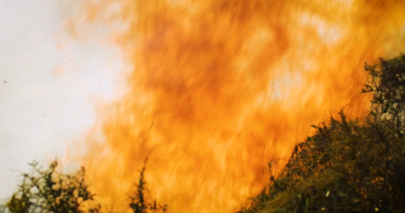 Blaze, Fire, Florida, Plants by Day's Edge Productions – Stock Footage ...