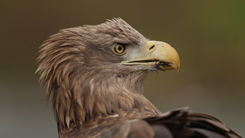 White Tailed, Eagle, Apex Predator, Zeearend by Edwin Haighton – Stock ...