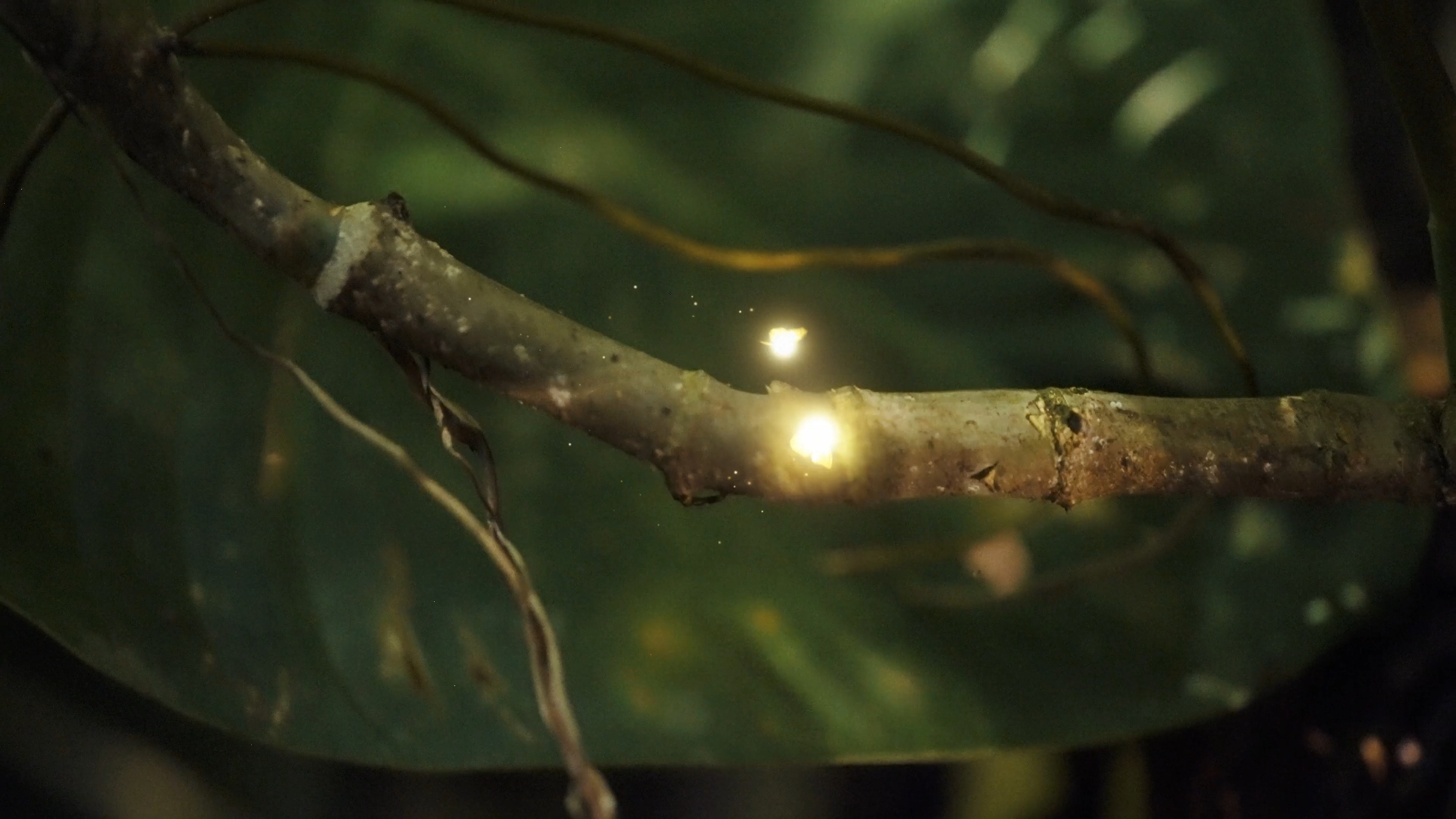 Discover fairies-dancing-in-the-woods, a story-driven footage | Artlist