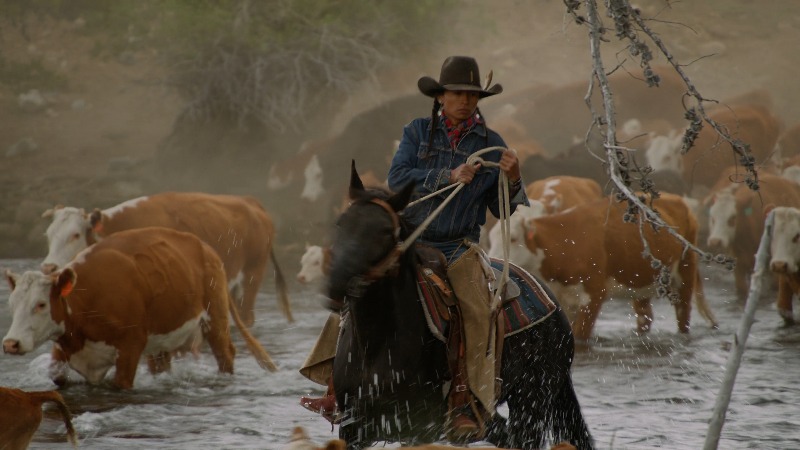 Indian, Cowboy, Horse, Cattle by Tanner Fowler – Stock Footage | Artlist