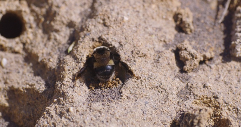 Underground Hive, Hive, Bees, Bug by Day's Edge Productions – Stock ...