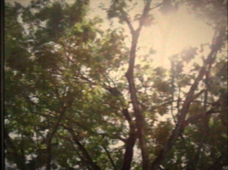 Vhs, Film, 16mm, Trees by Phong Croco – Stock Footage | Artlist