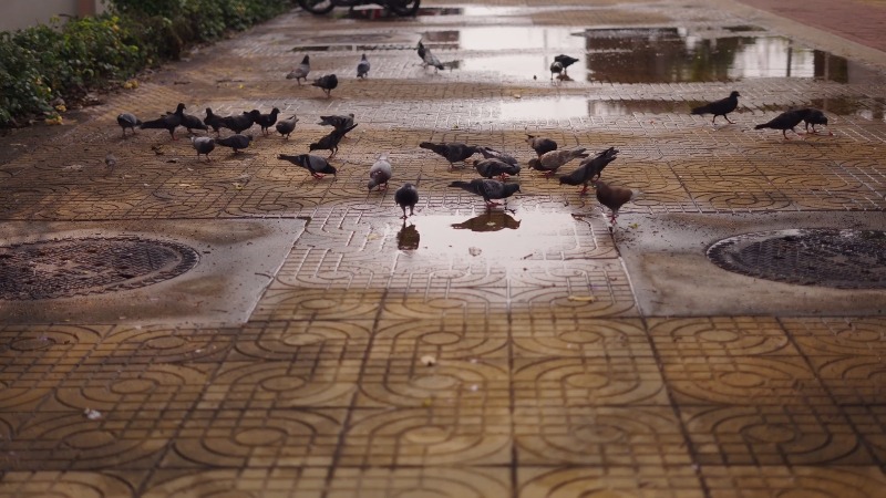 Pigeon, Flock, City, B Roll by ChamanExperience – Stock Footage | Artlist