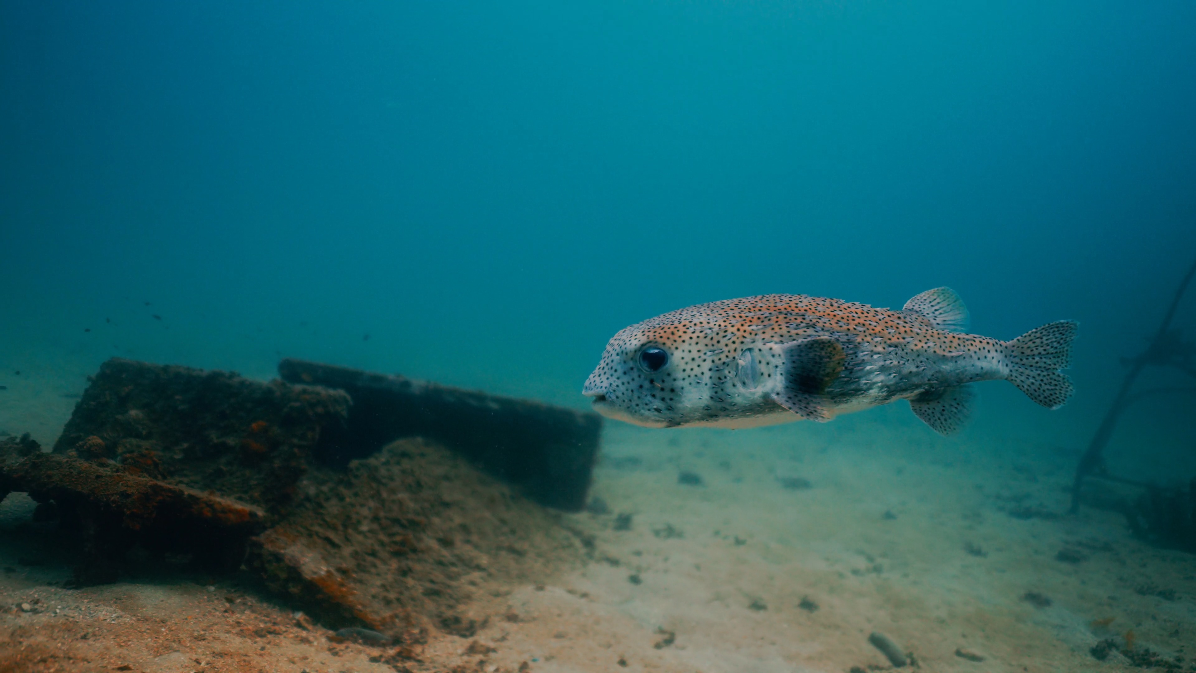 Discover pufferfish, a story-driven footage | Artlist